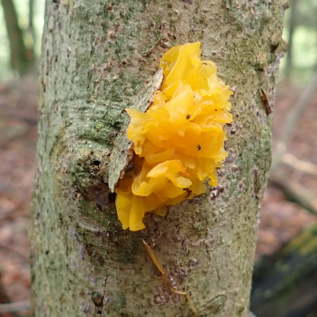 witch's butter from Tompkins County, NY, USA on May 11, 2024 at 12:03 ...