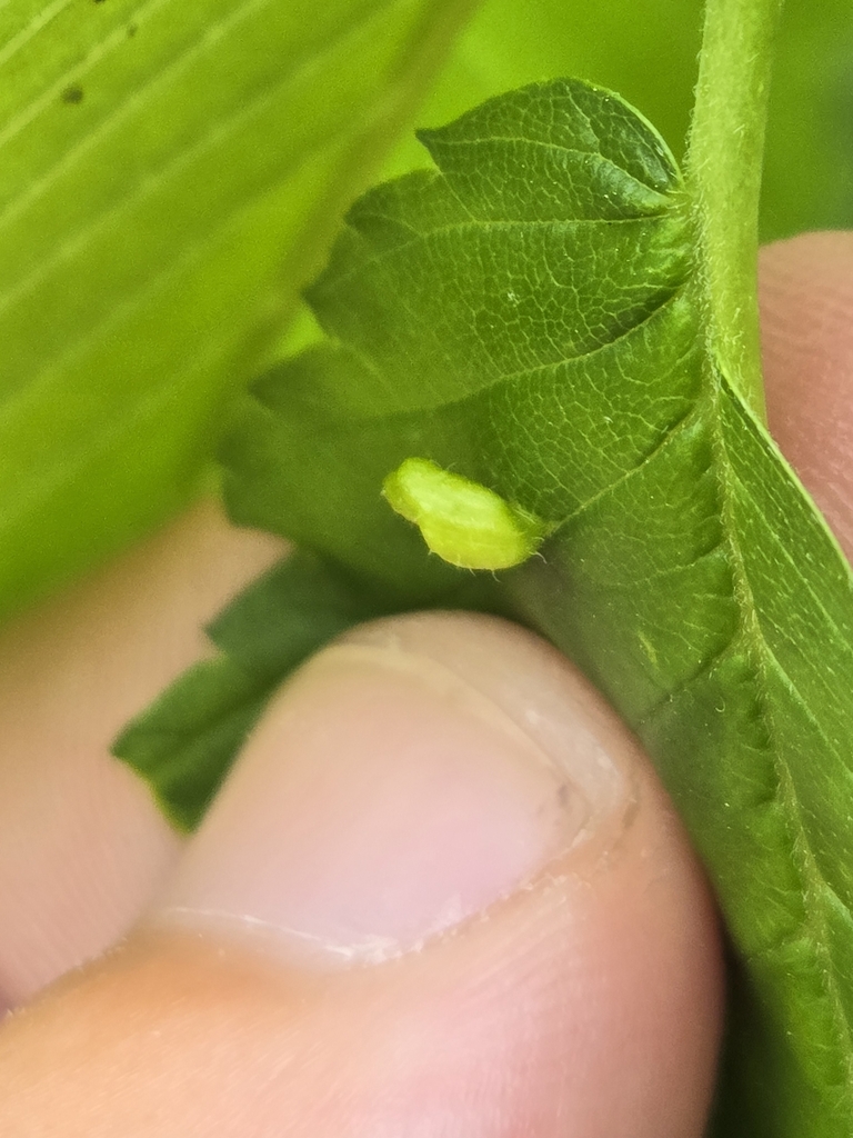 Elm Finger Gall Mite from Union Township, PA, USA on May 14, 2024 at 02 ...
