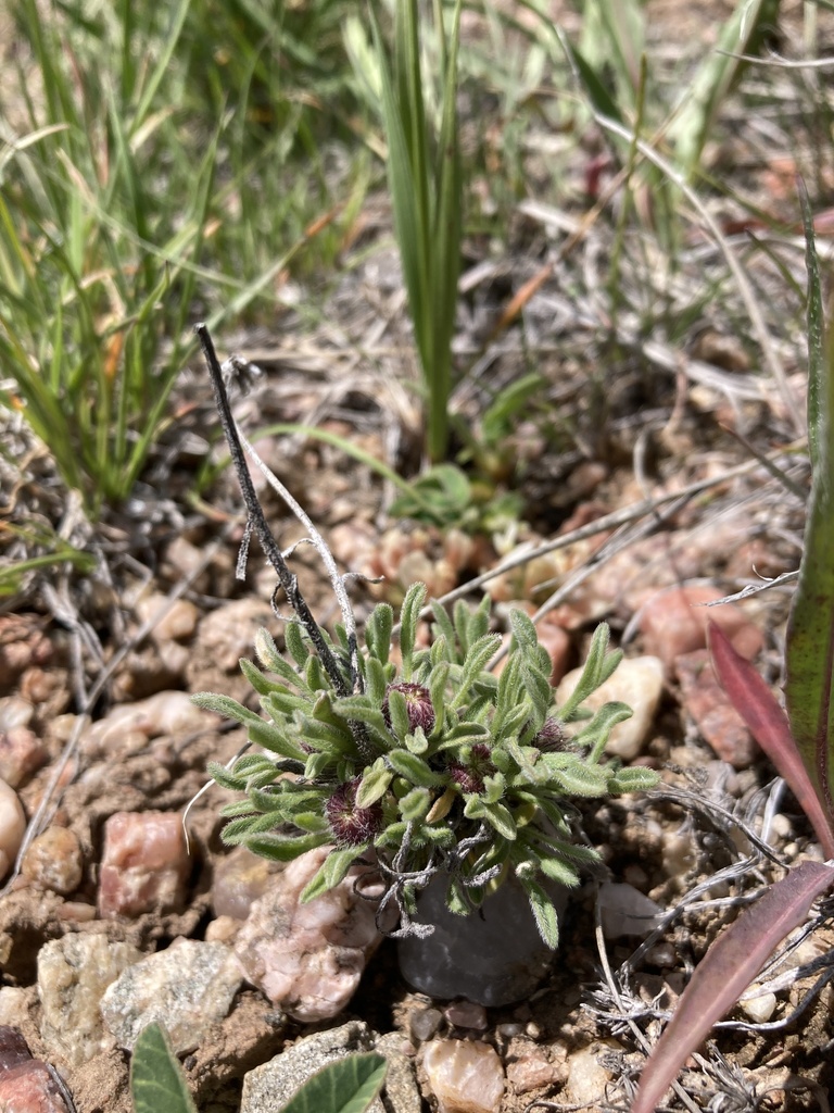 Dwarf Fleabane from Fremont County, US-WY, US on May 14, 2024 at 12:26 ...