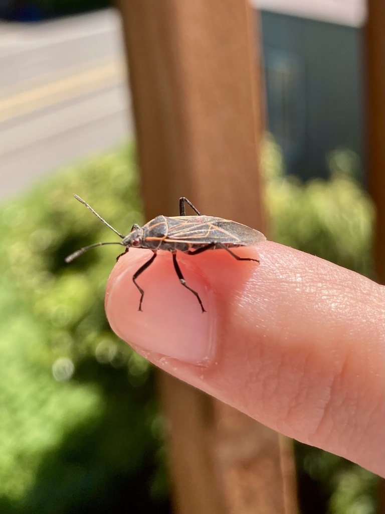 Western Boxelder Bug from SW View Point Terr, Portland, OR, US on May ...