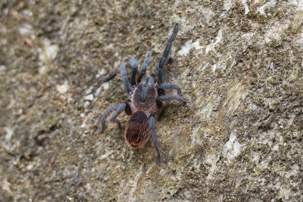 Mexican Red-rump Tarantula in May 2024 by Dexter Chiclo. In the ball ...