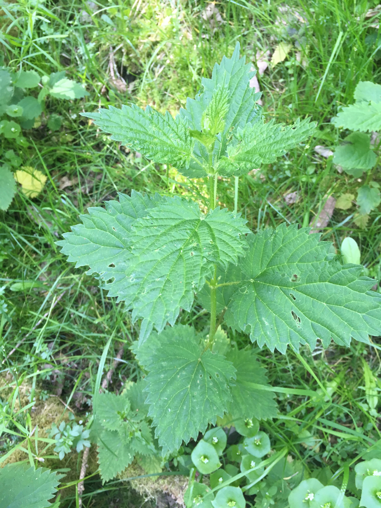 American stinging nettle from Galiano Island, BC V0N 1P0, Canada on May ...