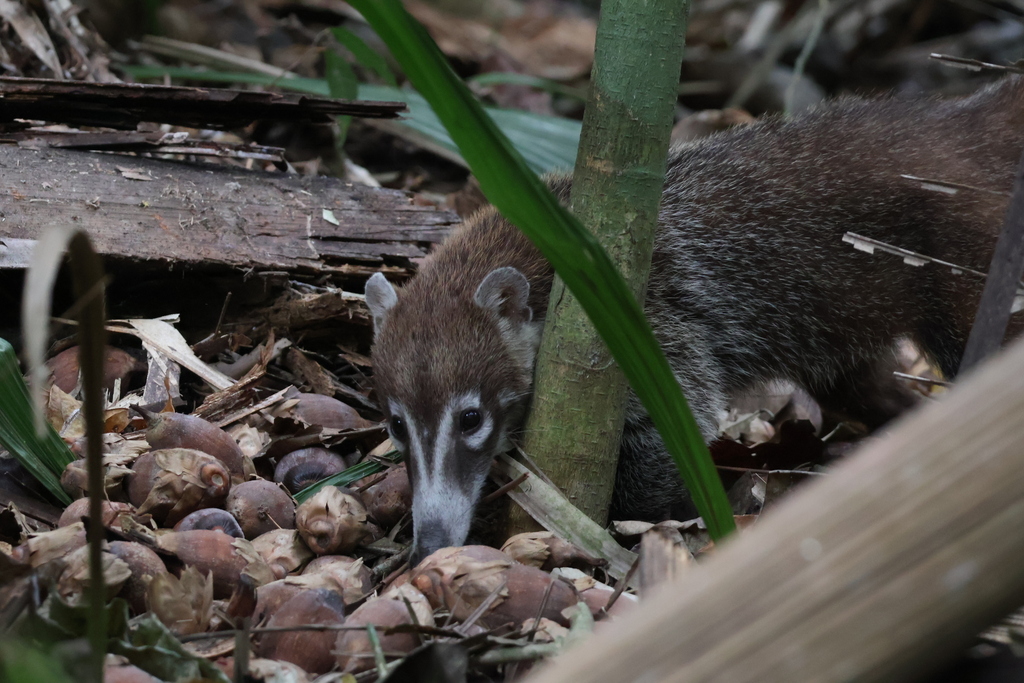 White-nosed Coati from Orange Walk District, Belize on May 13, 2024 at ...