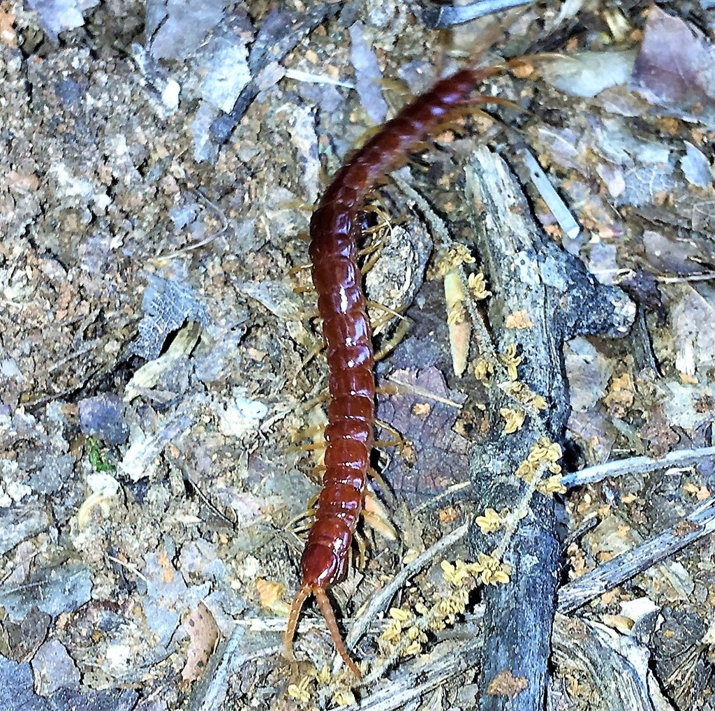 Common Cryptops from Greene County, AR, USA on May 10, 2018 at 07:45 PM ...