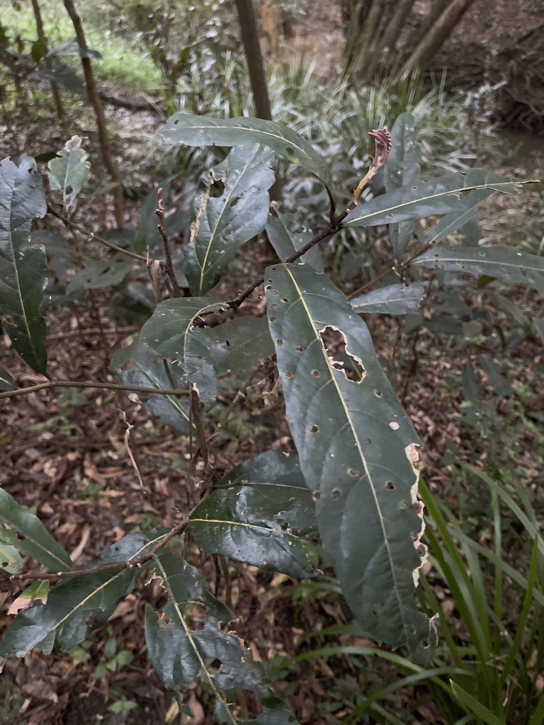 Cryptocarya from Dayboro, QLD, AU on May 15, 2024 at 06:49 AM by woma87 ...