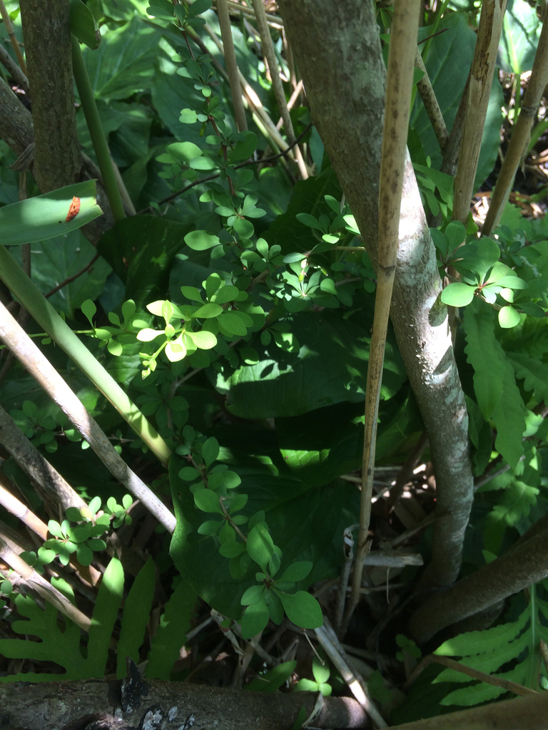 Japanese barberry from 79 Crooked Spring Rd, Chelmsford, MA, US on May ...