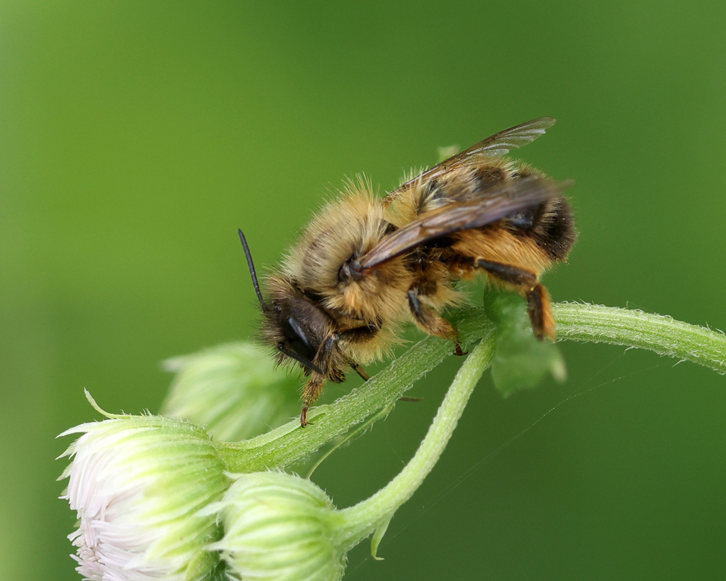 Taurus Mason Bee from Babcock State Park, Fayette County, WV, USA on ...