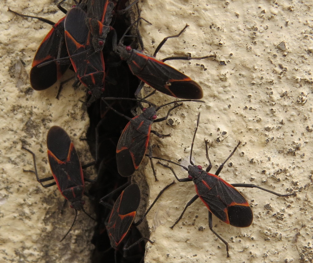 Eastern Boxelder Bug from Royal Oak, MI, USA on February 28, 2018 at 10 ...