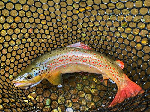 Salmo rizeensis · NaturaLista Colombia