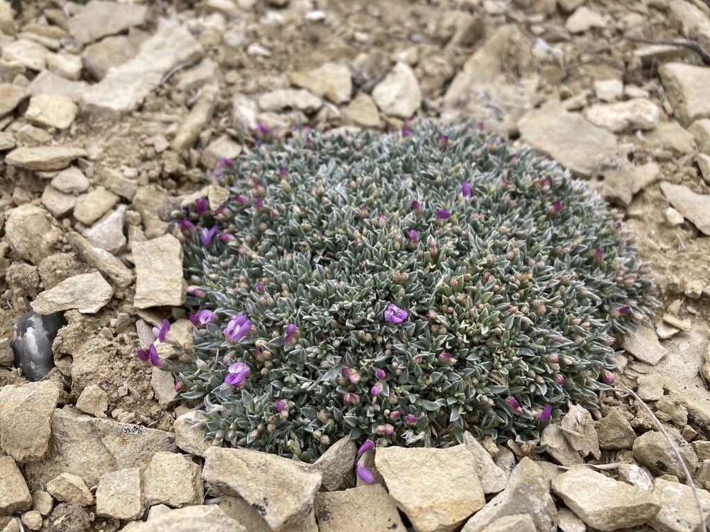 Tufted Milkvetch from WY-28, Farson, WY, US on May 14, 2024 at 03:31 PM ...
