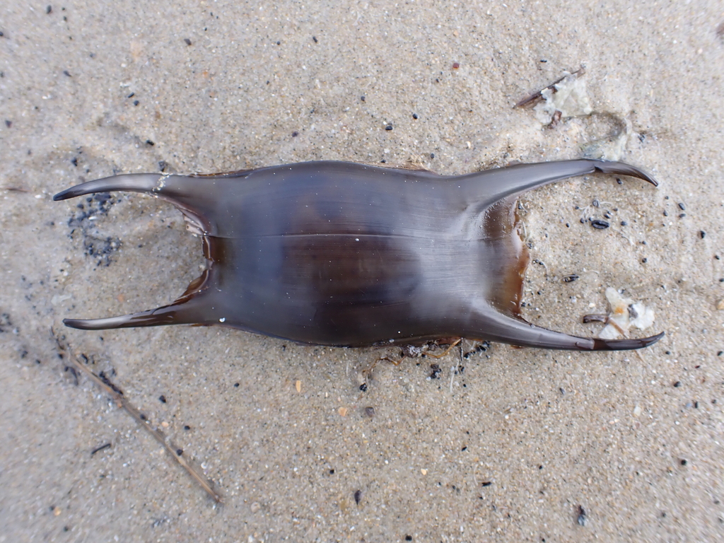 Spotted Skate from Pas-de-Calais, Nord-Pas-de-Calais, France on March 9 ...