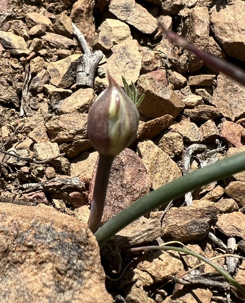 Allium atrorubens - Our Native Plants