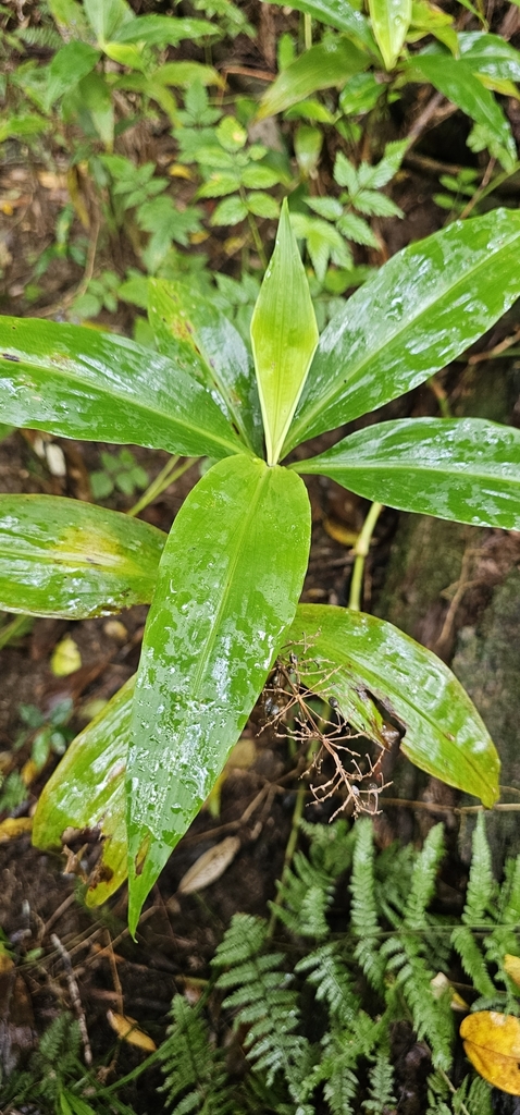 Pollia from Caloundra - Rail Corridor, AU-QL, AU on May 9, 2024 at 01: ...