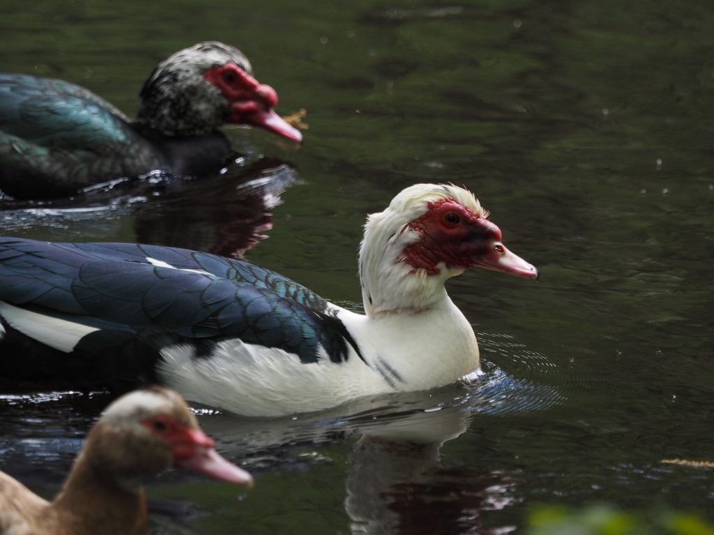 Domestic Muscovy Duck from Concord, MA, USA on May 13, 2024 at 03:21 PM ...