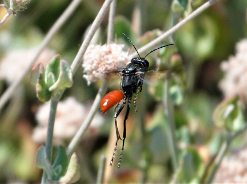 Sphex lucae from Pacific Palisades, Los Angeles, CA, USA on July 9 ...