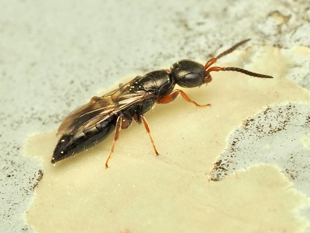 Anisepyris from Leisure Village West-Pine Lake Park, NJ, USA on May 14 ...