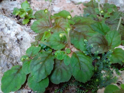 Variety Phinaea pulchella pulchella · iNaturalist