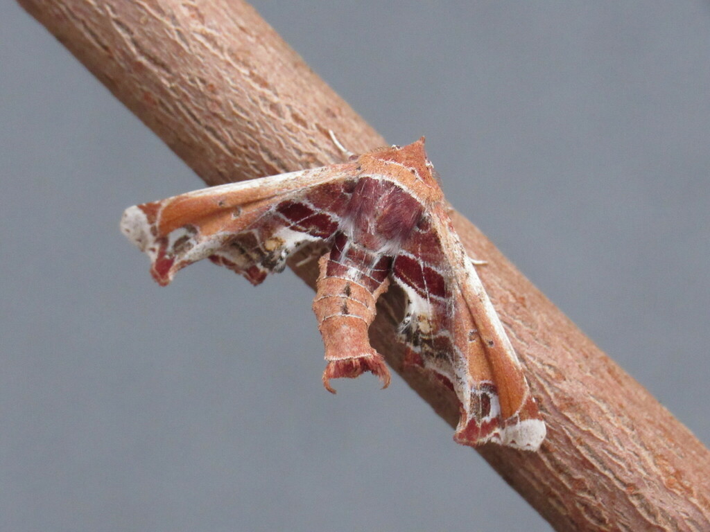 Beautiful Eutelia Moth from Bellbrook, Greene County, OH, USA on May 14 ...