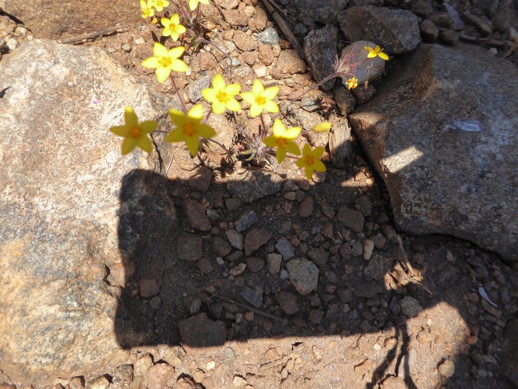 variable linanthus from San Diego County, CA, USA on May 14, 2024 at 12 ...
