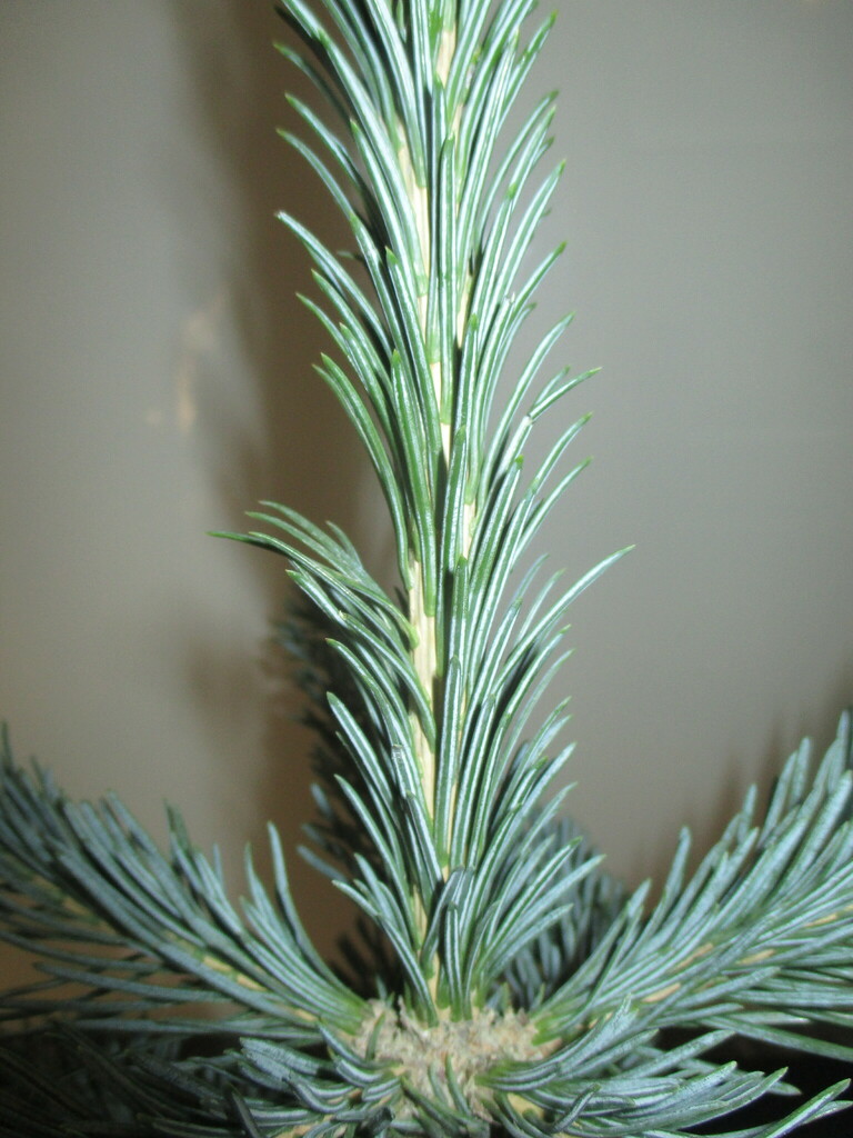 conifers from Albury, New Zealand on May 14, 2024 at 05:57 PM by ...