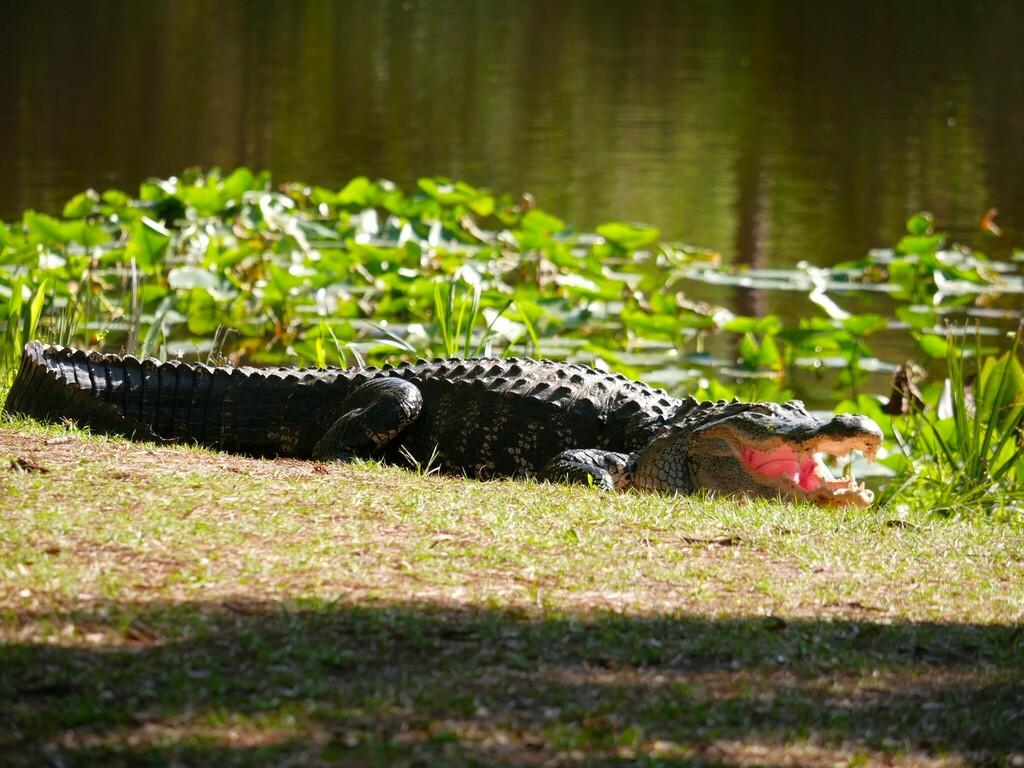 American Alligator from Seminole, FL, USA on March 15, 2023 at 04:41 PM ...