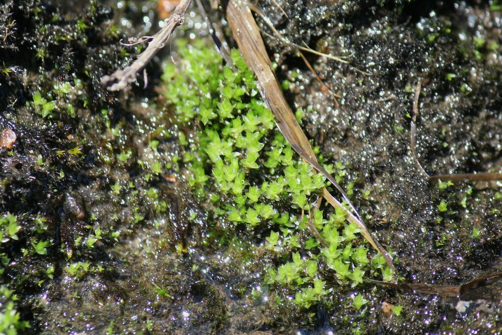 Long-leaved Thread Moss from Thunder Bay District, ON, Canada on May 13 ...