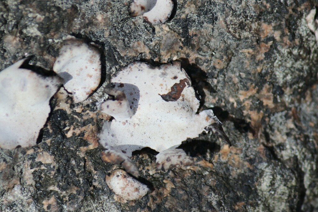 Frosted Rock Tripe from Thunder Bay District, ON, Canada on May 13 ...