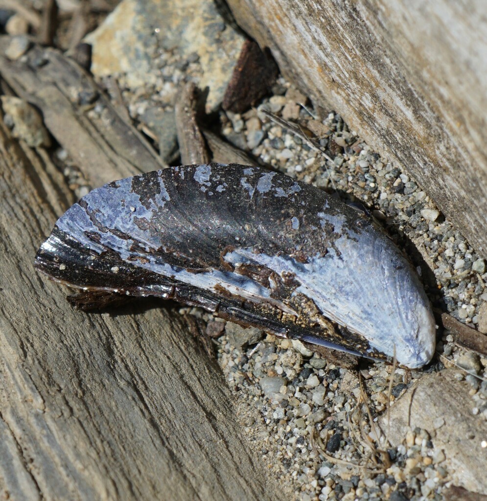 Northern Bay Mussel from The Bowl of Edmonds, Edmonds, WA 98020, USA on ...