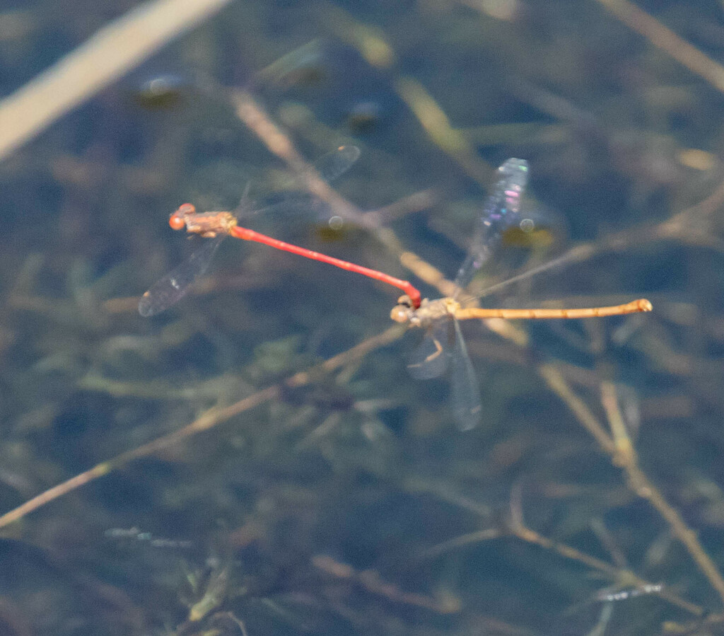 Desert Firetail from Cochise County, AZ, USA on April 30, 2024 at 11:14 ...