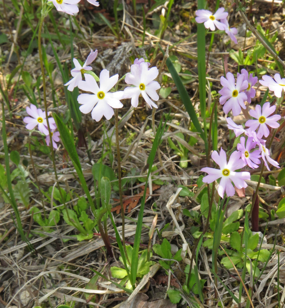 Mistassini Primrose from Door, Wisconsin, United States on May 19, 2016 ...