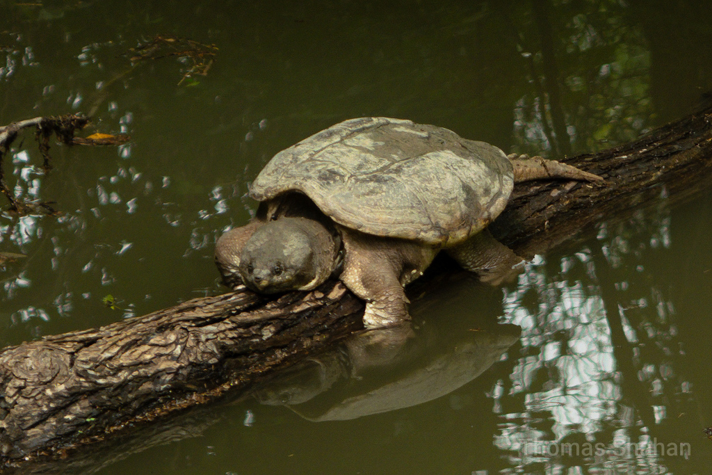 Common Snapping Turtle from Dallas, TX, USA on May 13, 2024 at 12:08 PM ...