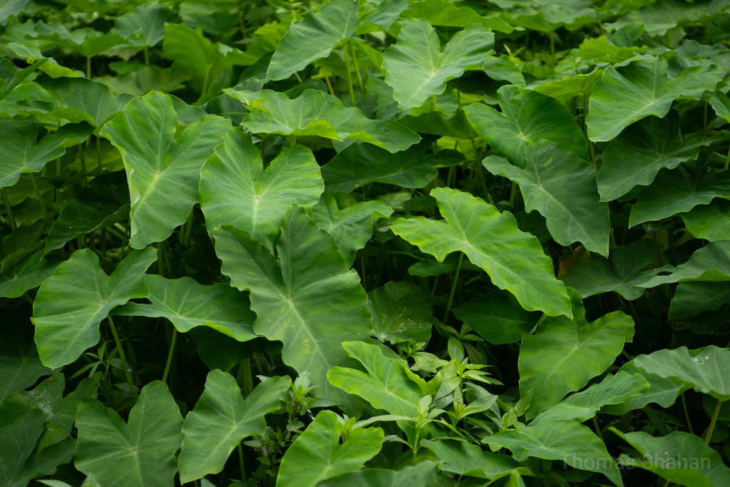 Taro from Dallas, TX, USA on May 13, 2024 at 12:48 PM by Thomas Shahan ...