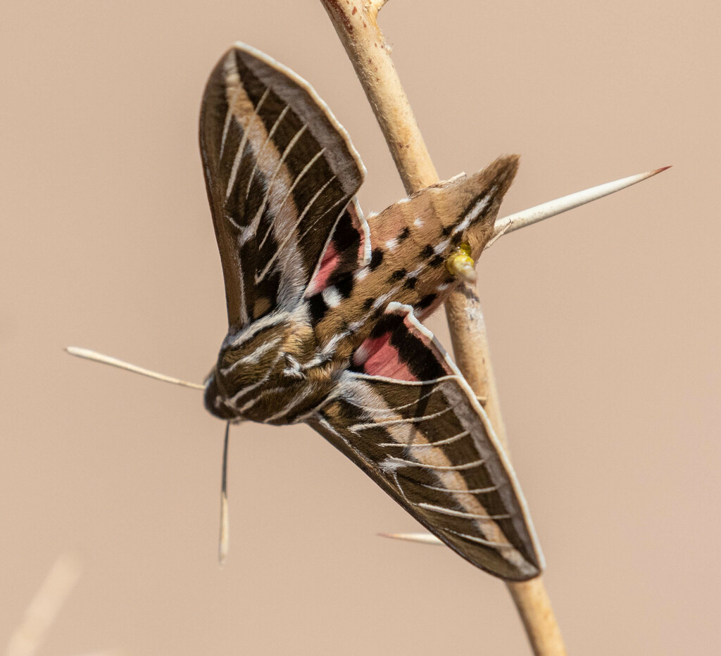 White-lined Sphinx from Cochise County, AZ on April 30, 2024 at 01:07 ...