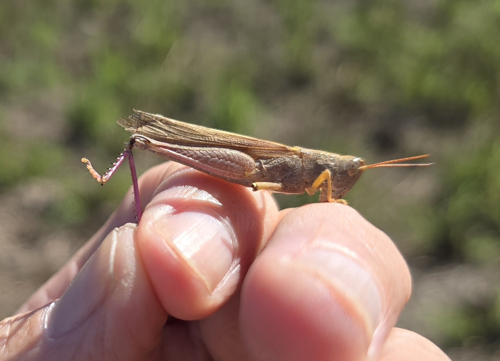 Peakesia straminea from Stapleton NT 0822, Australia on May 14, 2024 at ...