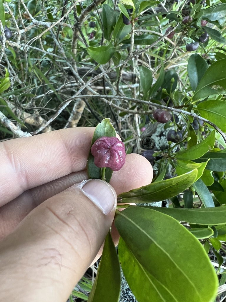 glossy acronychia from Koala Bushland Coordinated Conservation Area, Daisy Hill, QLD, AU on May ...