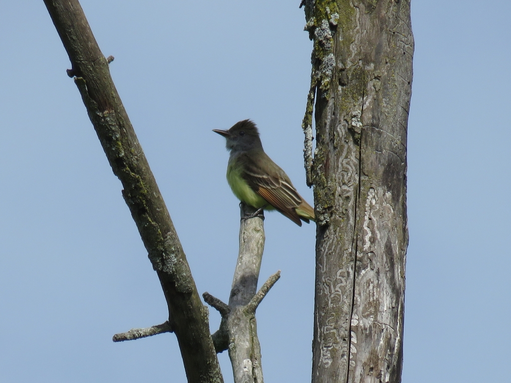 Great Crested Flycatcher from Ulster Park, NY 12487, USA on May 14 ...