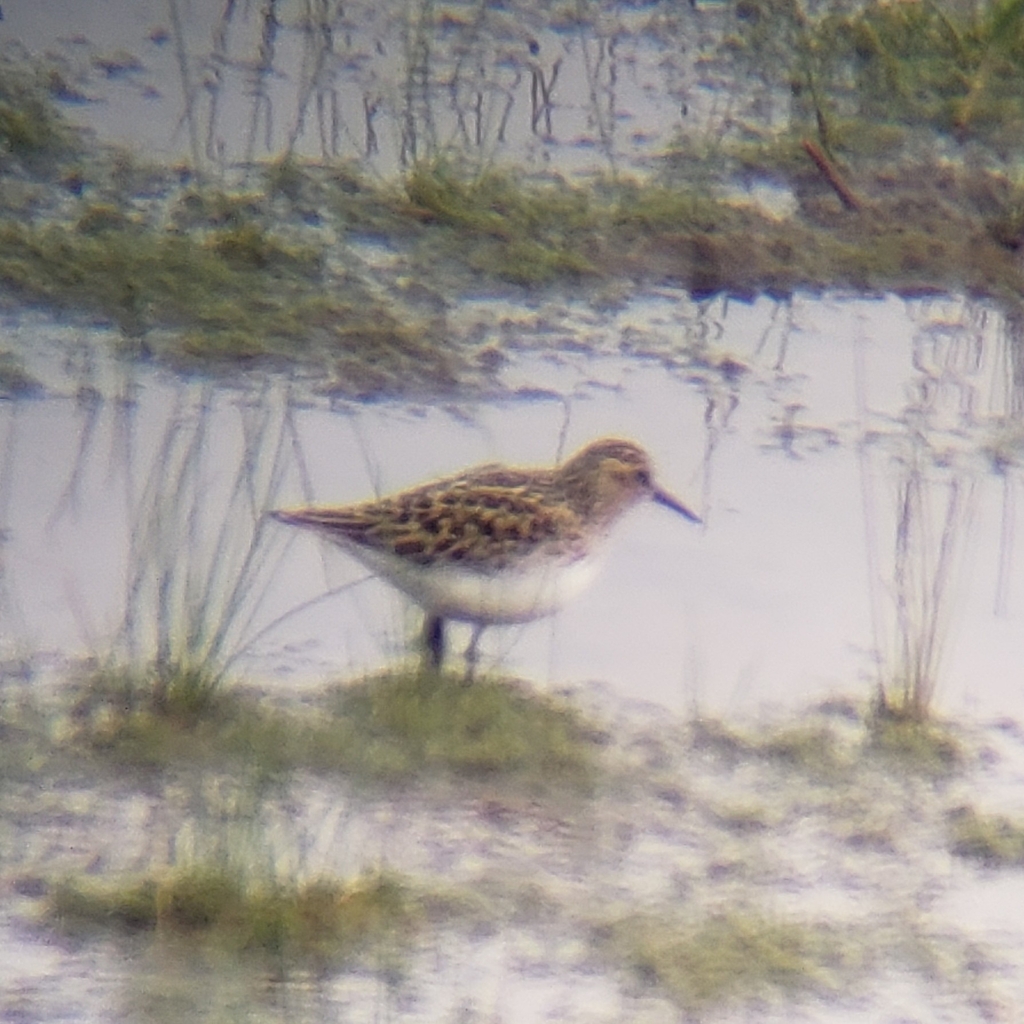 Least Sandpiper from Wood Dale, IL, USA on May 14, 2024 at 05:29 PM by ...