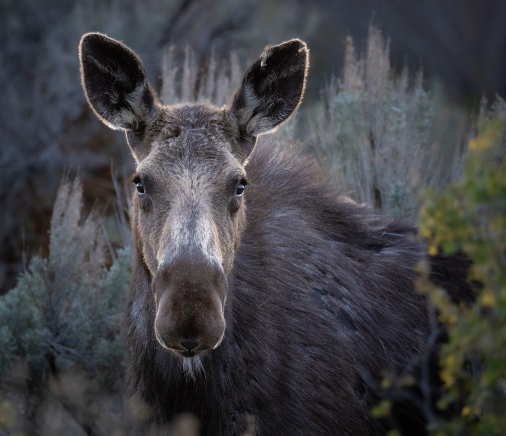 Moose from Blaine County, ID, USA on May 14, 2024 at 04:45 AM by Hayden ...