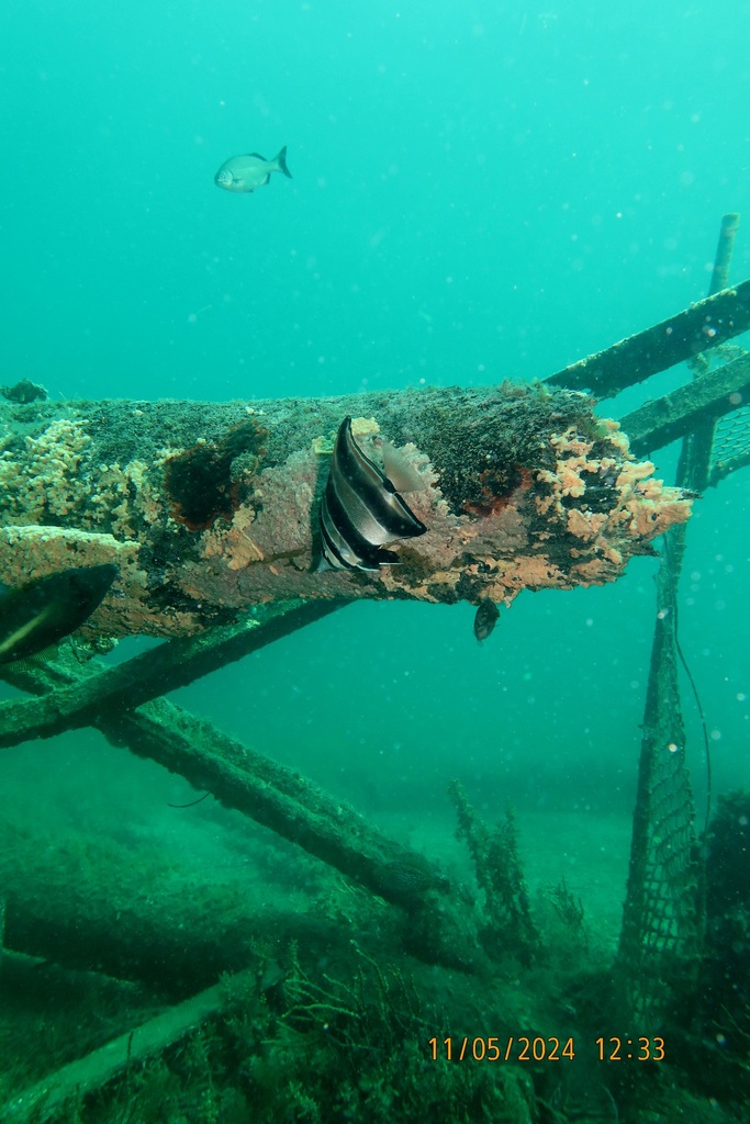 Western Talma from Rapid Bay jetty South Australia on May 11, 2024 at ...