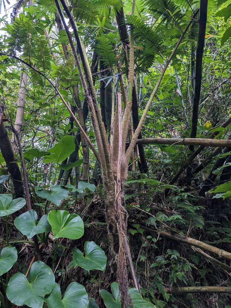 Flying Spider Monkey Tree Fern from 951台灣台東縣綠島鄉中寮村 on May 2, 2024 at 04 ...