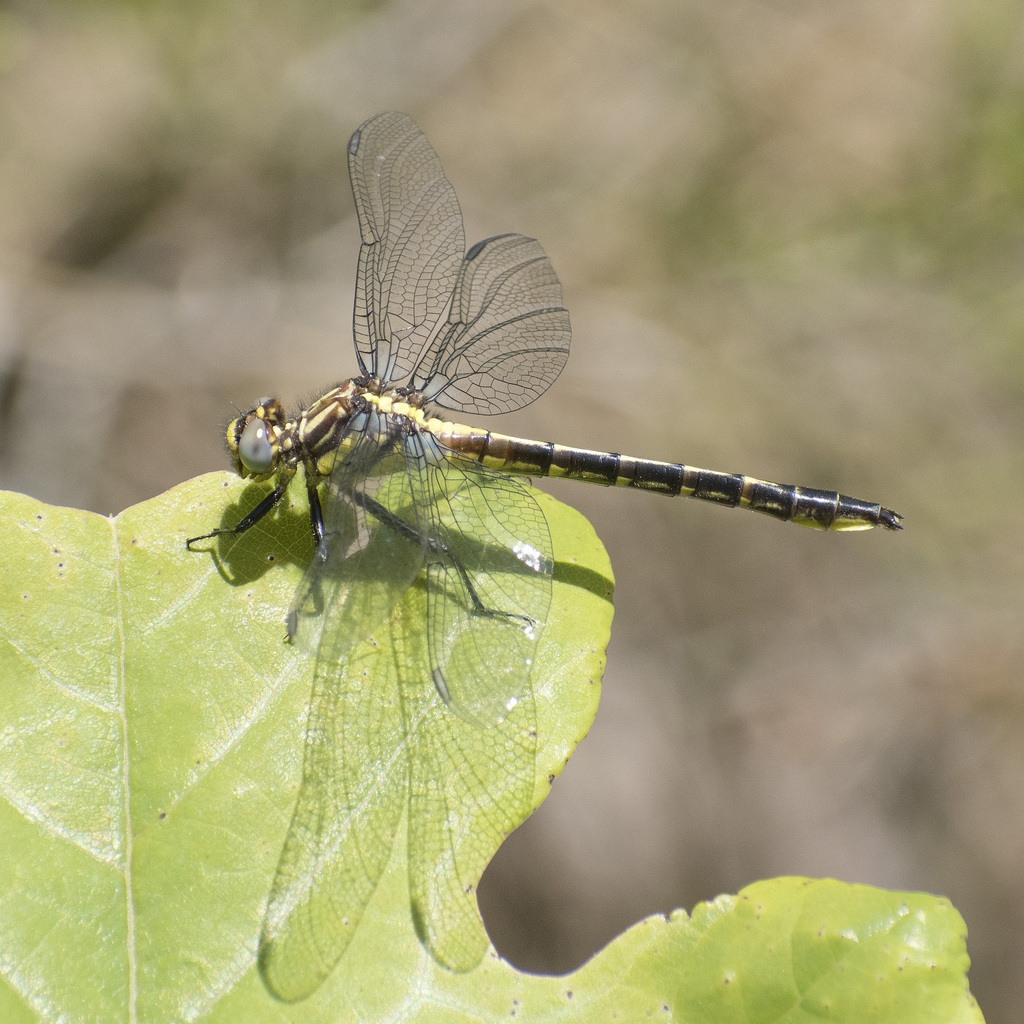 Rapids Clubtail from Huber Heights, OH, USA on May 12, 2024 at 02:25 PM ...