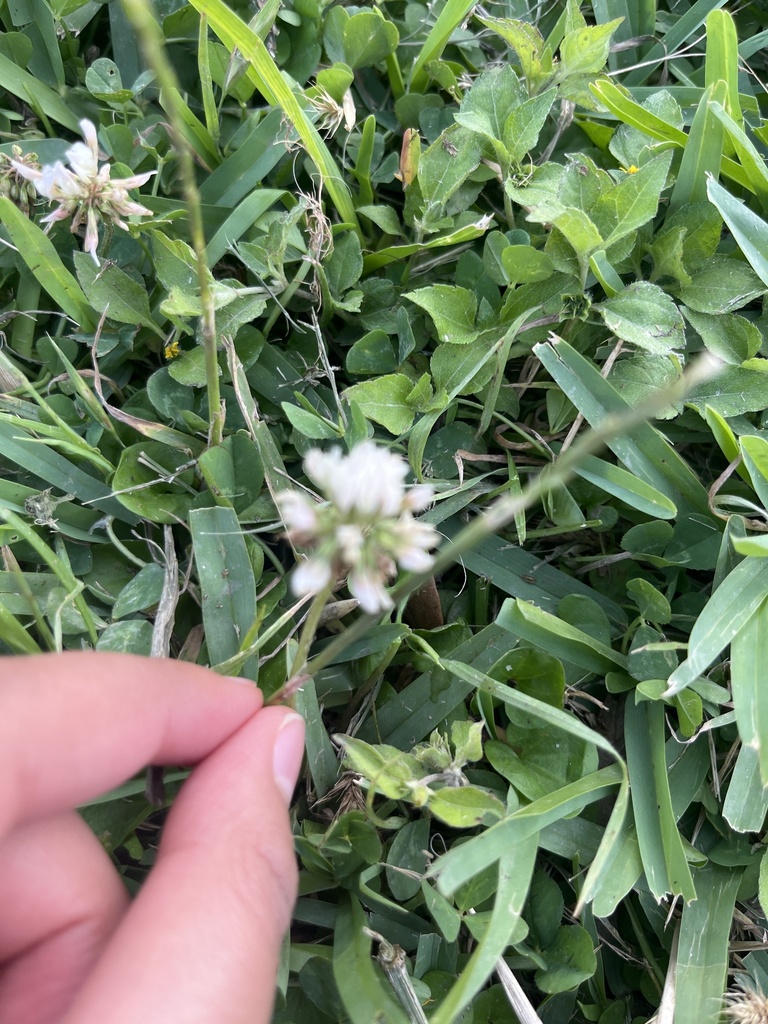 white clover from N Plano Rd, Richardson, TX, US on May 14, 2024 at 07: ...