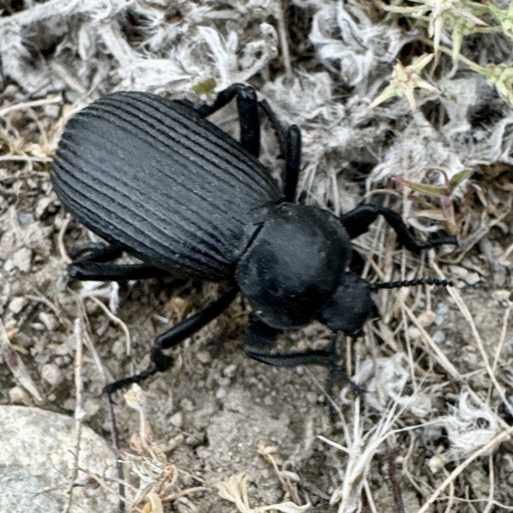 Eleodes obscura from Humboldt-Toiyabe National Forest, Ruby Valley, NV ...