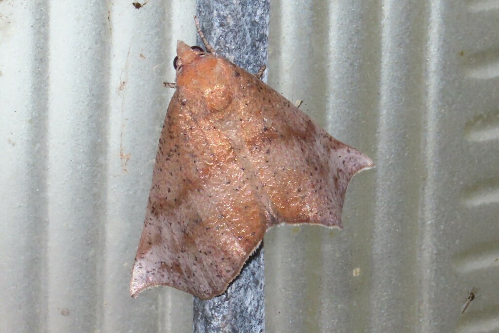 Autumn Gum Moth from Coomba Park NSW 2428, Australia on May 14, 2024 at ...