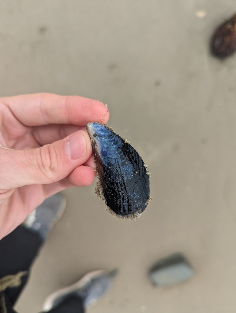 California Mussel from Santa Barbara, CA 93106, USA on May 14, 2024 at ...