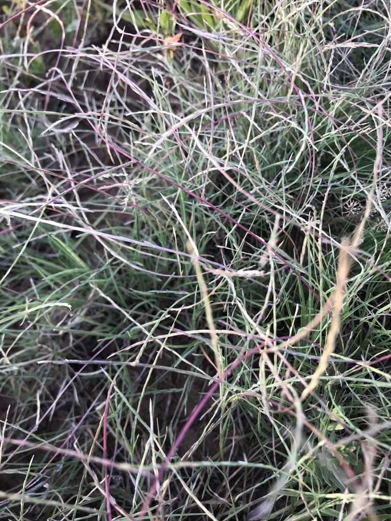 Tumblegrass from Lubbock, TX, US on May 14, 2024 at 07:53 PM by ...