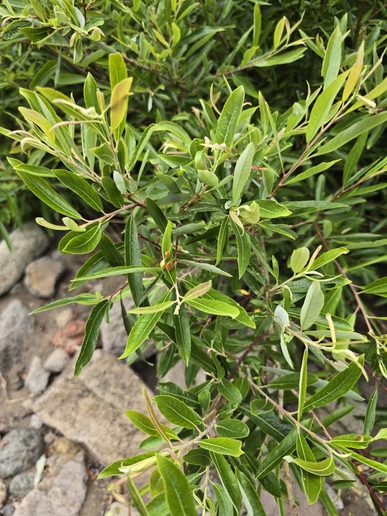 Arroyo Willow from 22746 B.C., México on May 14, 2024 at 08:35 AM by ...