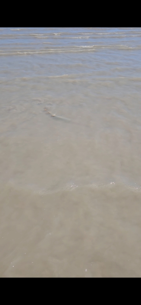 Dwarf Sawfish in May 2024 by mgdwyer · iNaturalist