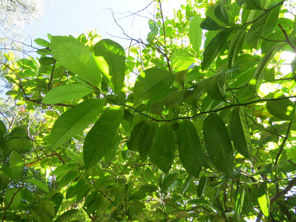 Bolwarra from Sydney NSW, Australia on March 28, 2021 at 12:32 PM by ...