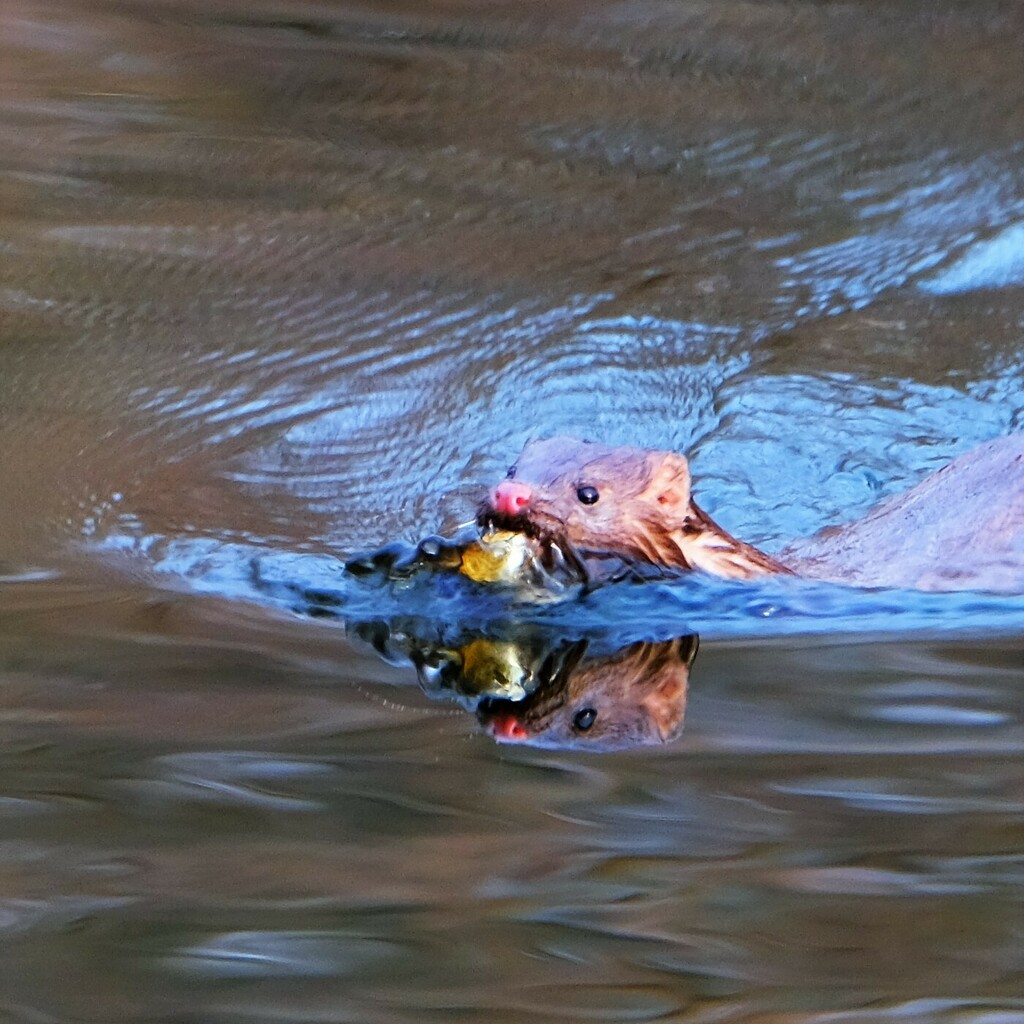 American Mink from Whitefish Bay, WI, USA on December 6, 2023 at 10:28 ...